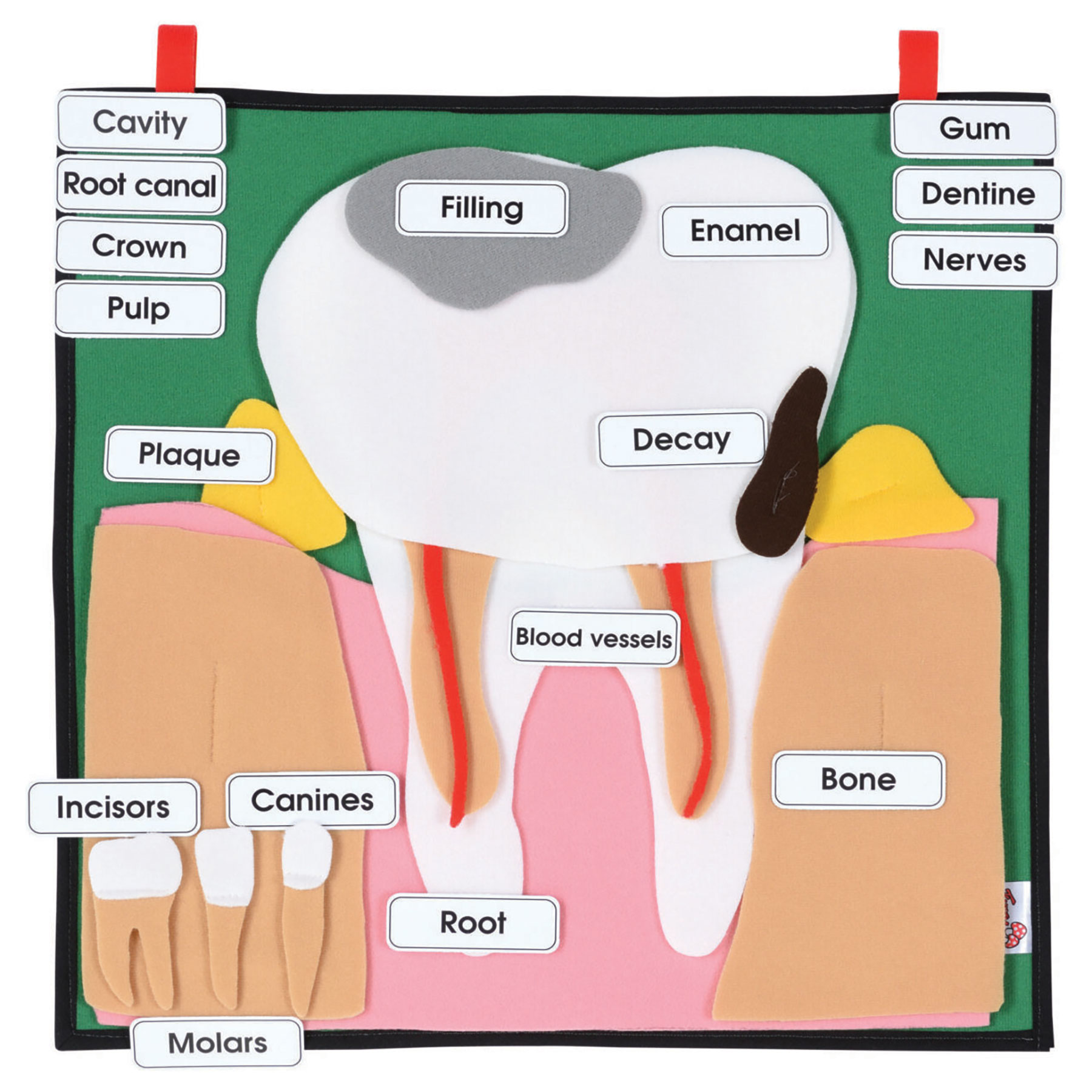 Big Tooth | theClassroom.co