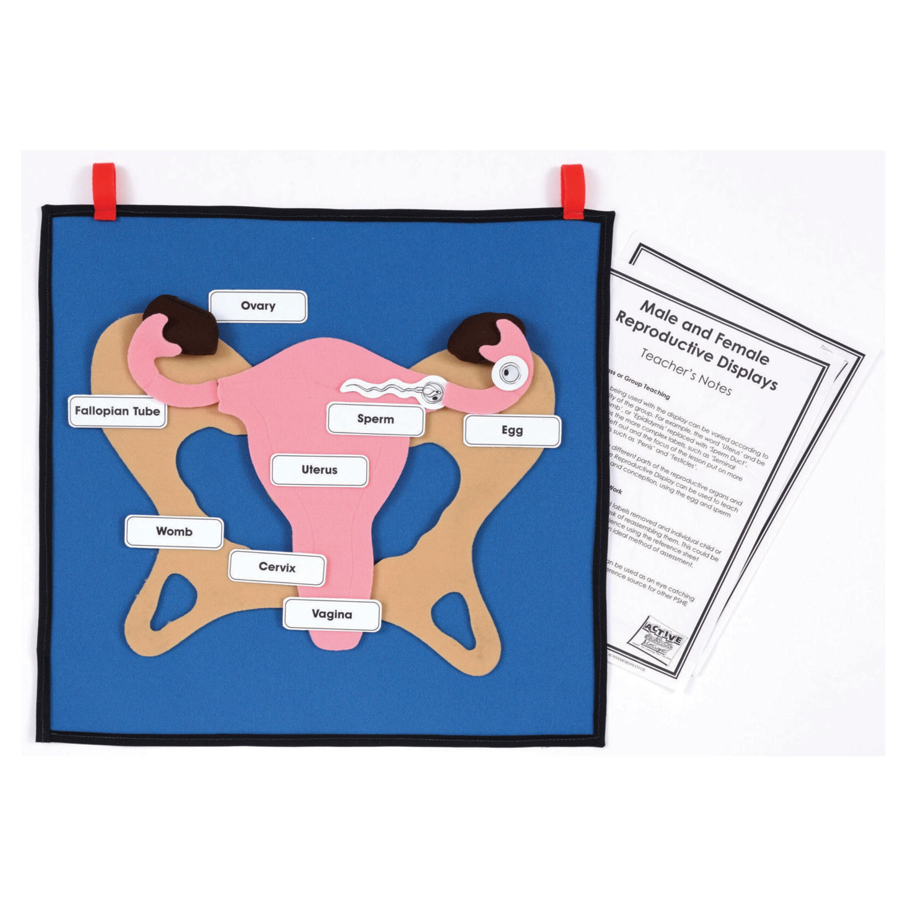 Female Reproductive Display | theClassroom.co