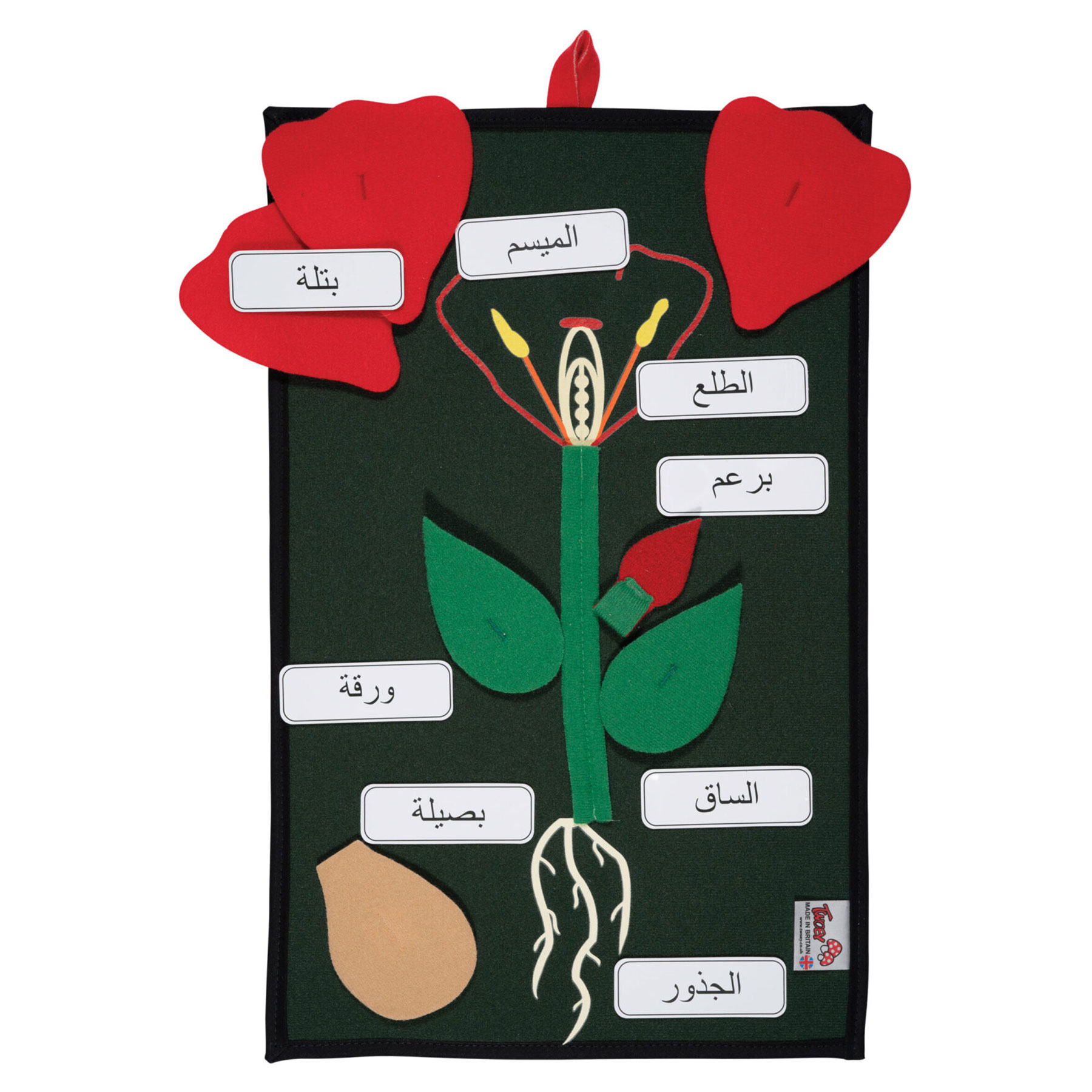 Plant in a Pocket - Arabic | theClassroom.co